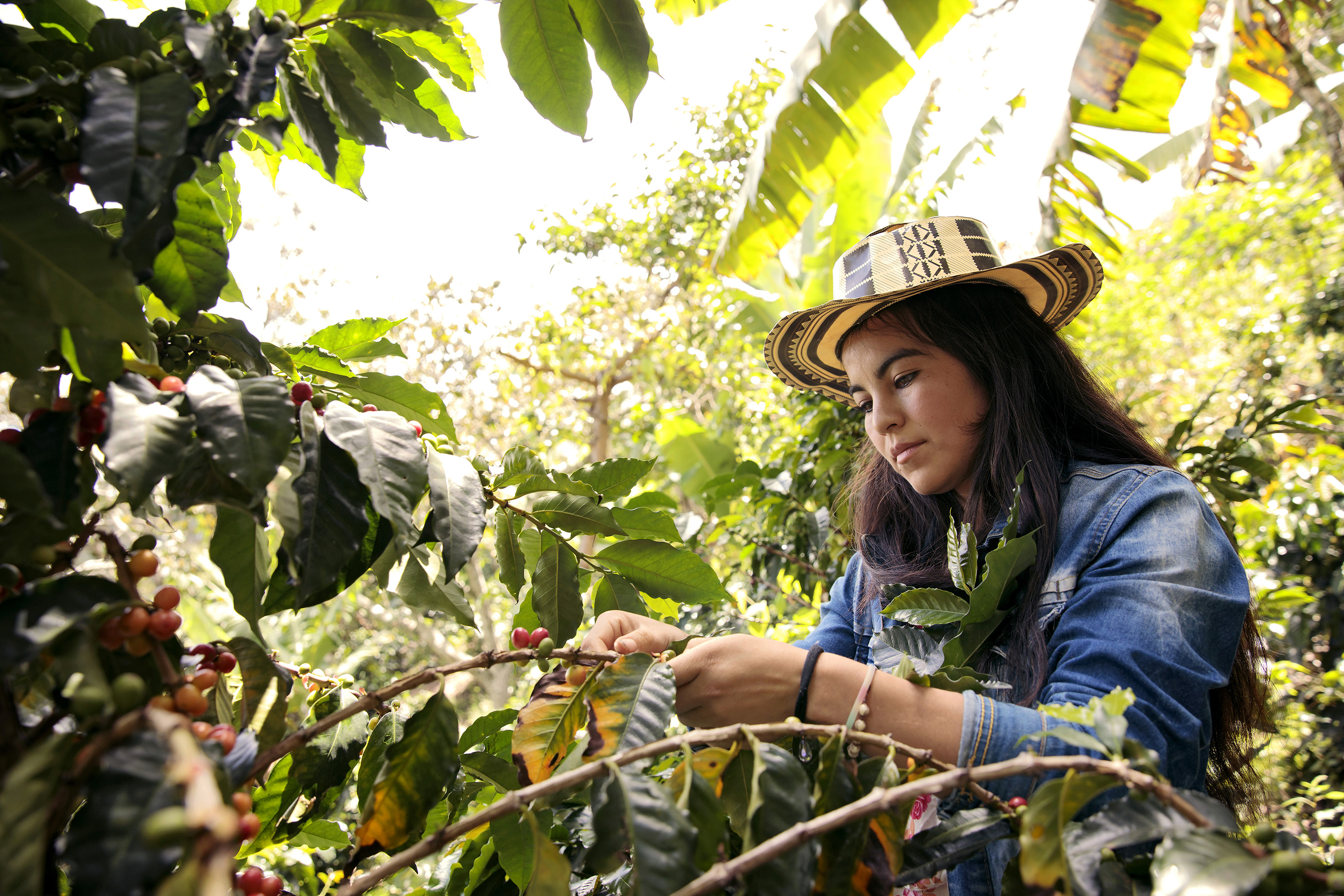 Decent Jobs for Rural Youth | ITCILO